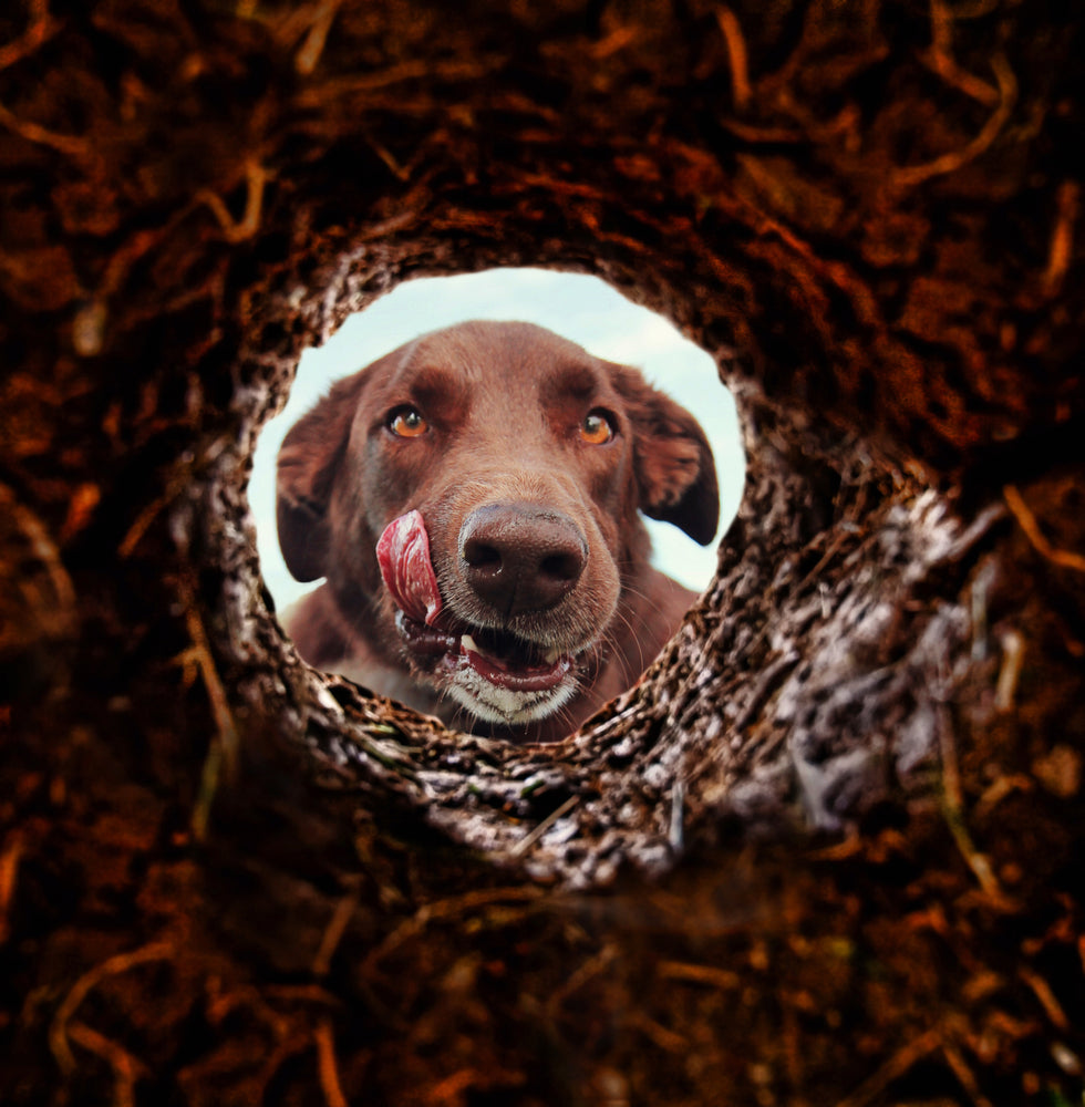 5 Ways To Control Your Dog’s Digging | Best Friends by Sheri